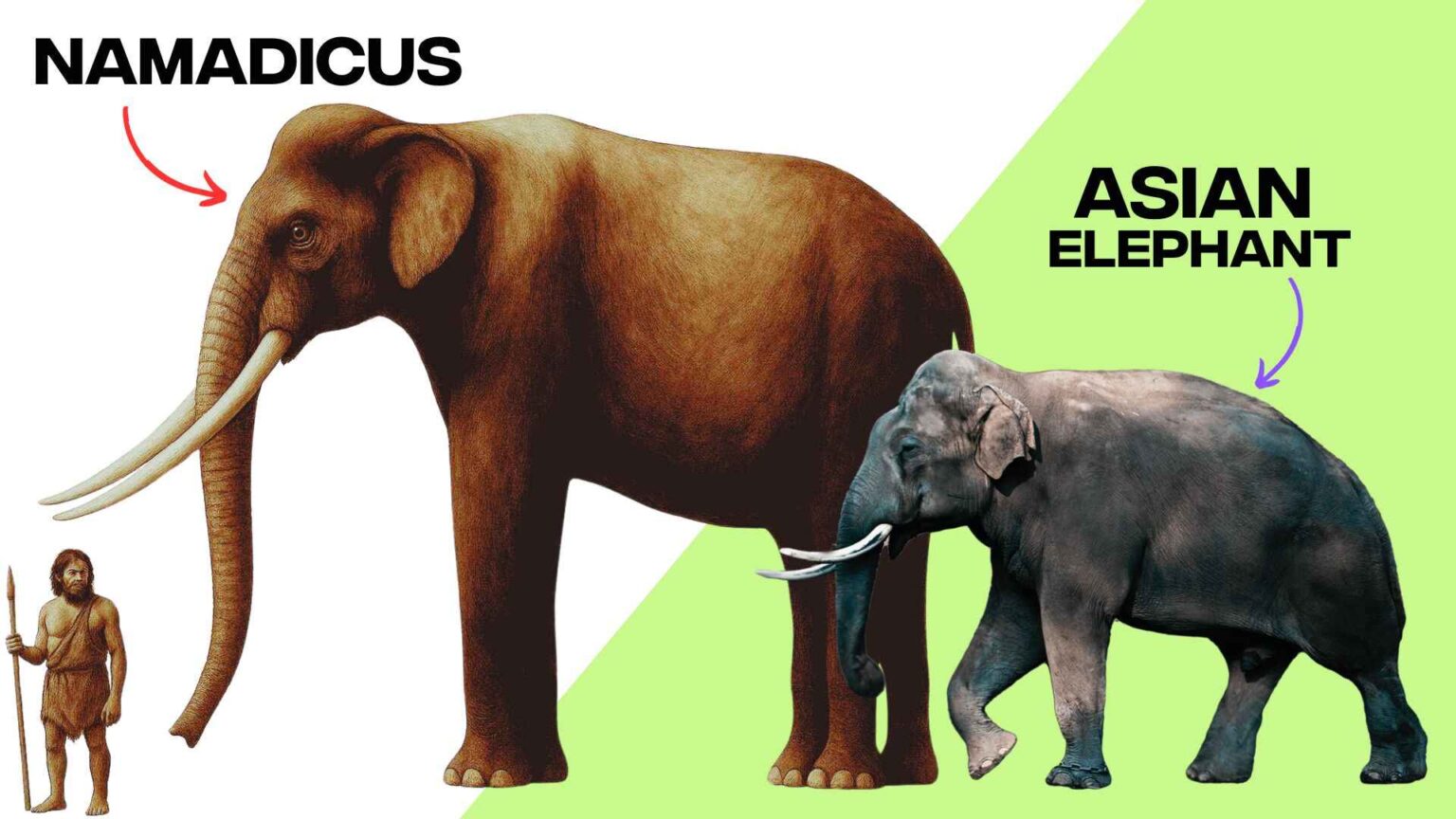 Namadicus: The Towering 5-Meter Tall Elephant That Roamed Ancient ...